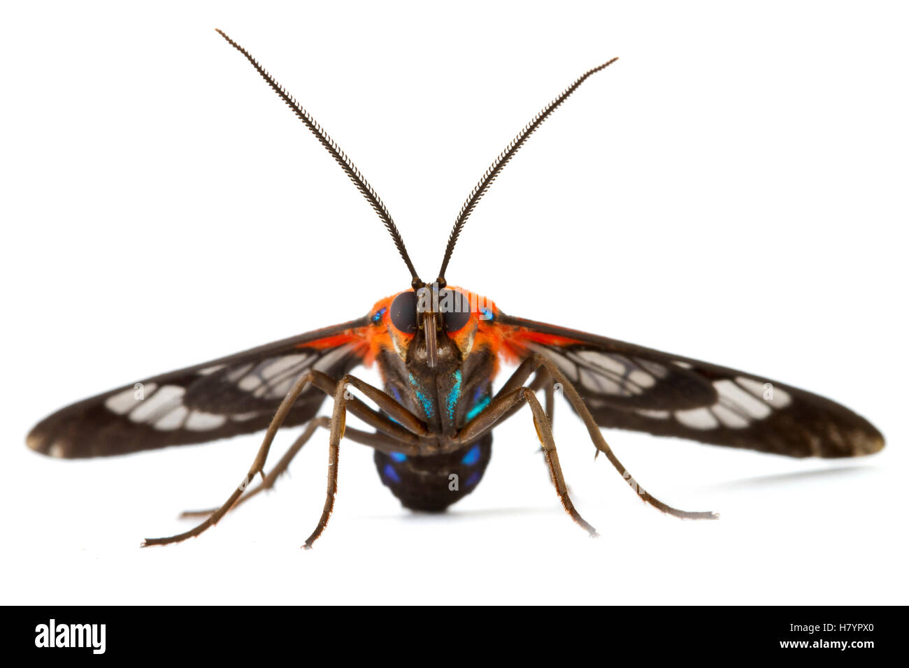 Clear-winged Tiger Moth (Cosmosoma teuthras), Tapanti National Park ...