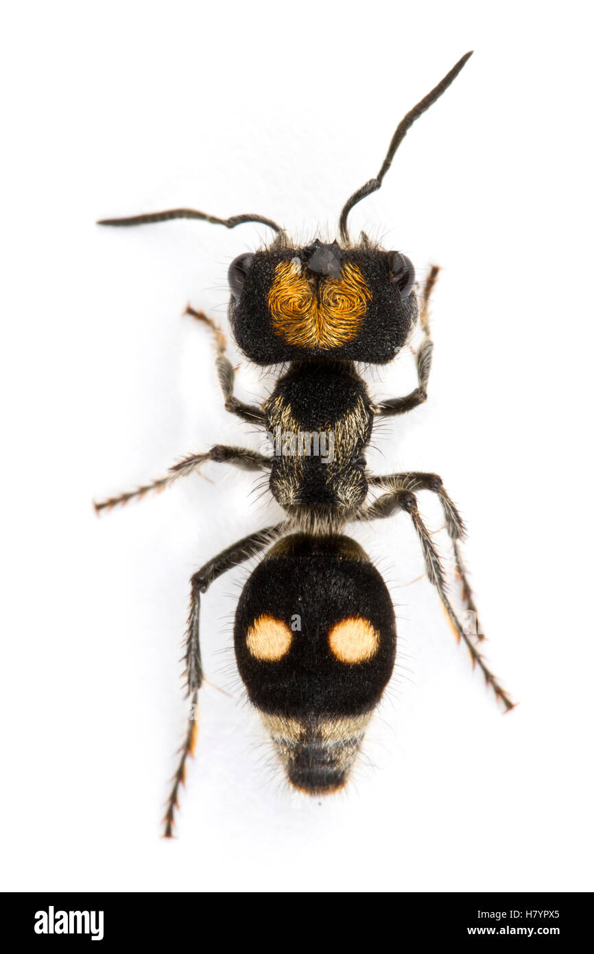 Velvet Ant (Mutillidae), Barbilla National Park, Costa Rica Stock Photo ...