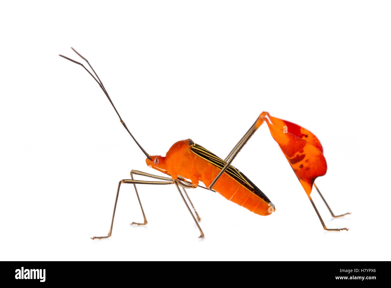 Flag-footed Bug (Anisocelis flavolineata), Barbilla National Park ...