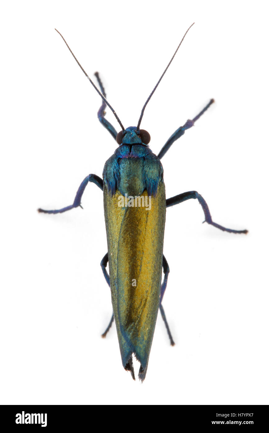 Scape Moth (Ctenuchidae), Barbilla National Park, Costa Rica Stock ...