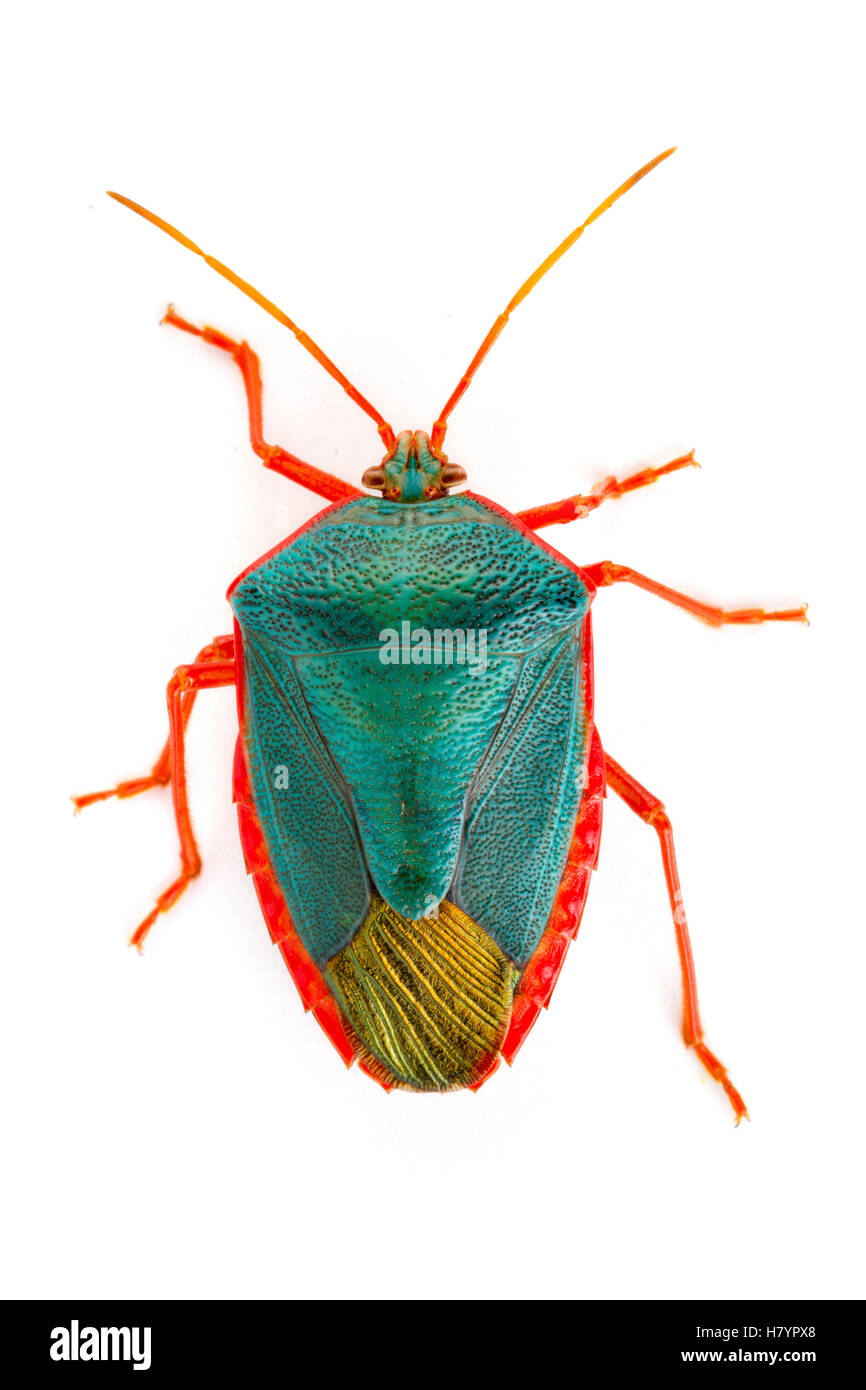 Stink Bug (Edessa sp) with aposematic coloration, Barbilla National ...