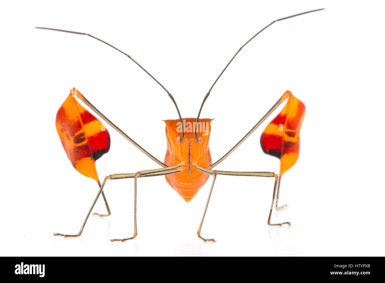 Flag-footed Bug (Anisocelis flavolineata), Barbilla National Park ...