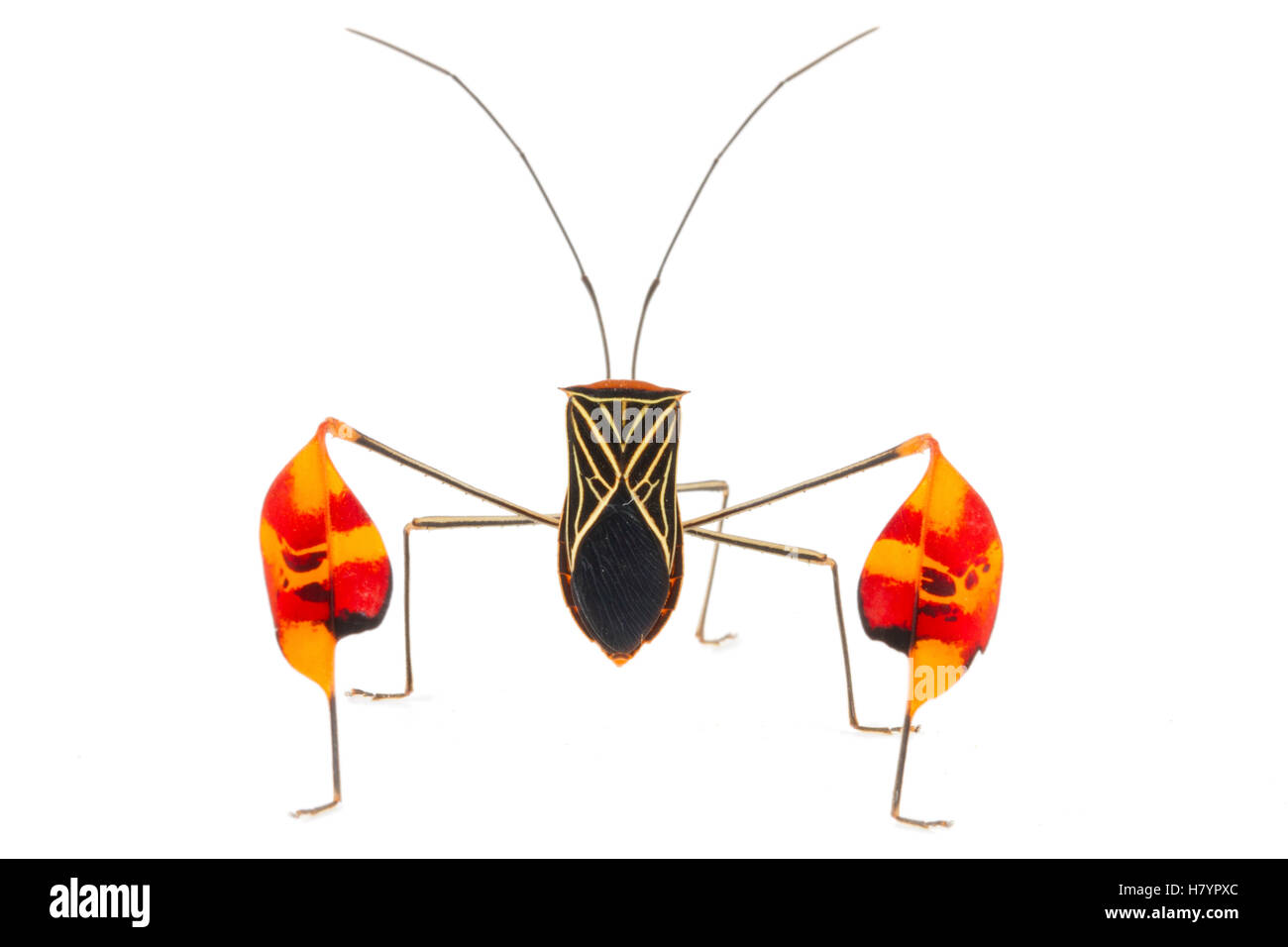 Flag-footed Bug (Anisocelis flavolineata), Barbilla National Park ...