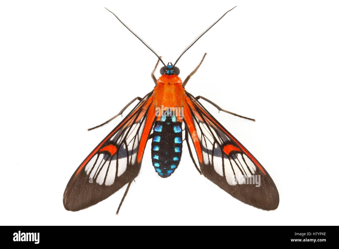 Clear-winged Tiger Moth (Cosmosoma teuthras) with aposematic coloration ...
