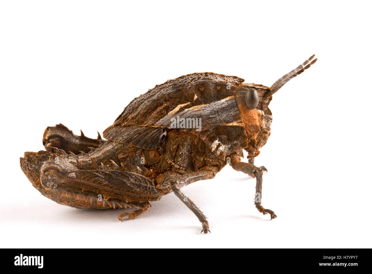 Rain Locust (Lamarckiana sp) mimics bark, Northern Cape, South Africa ...