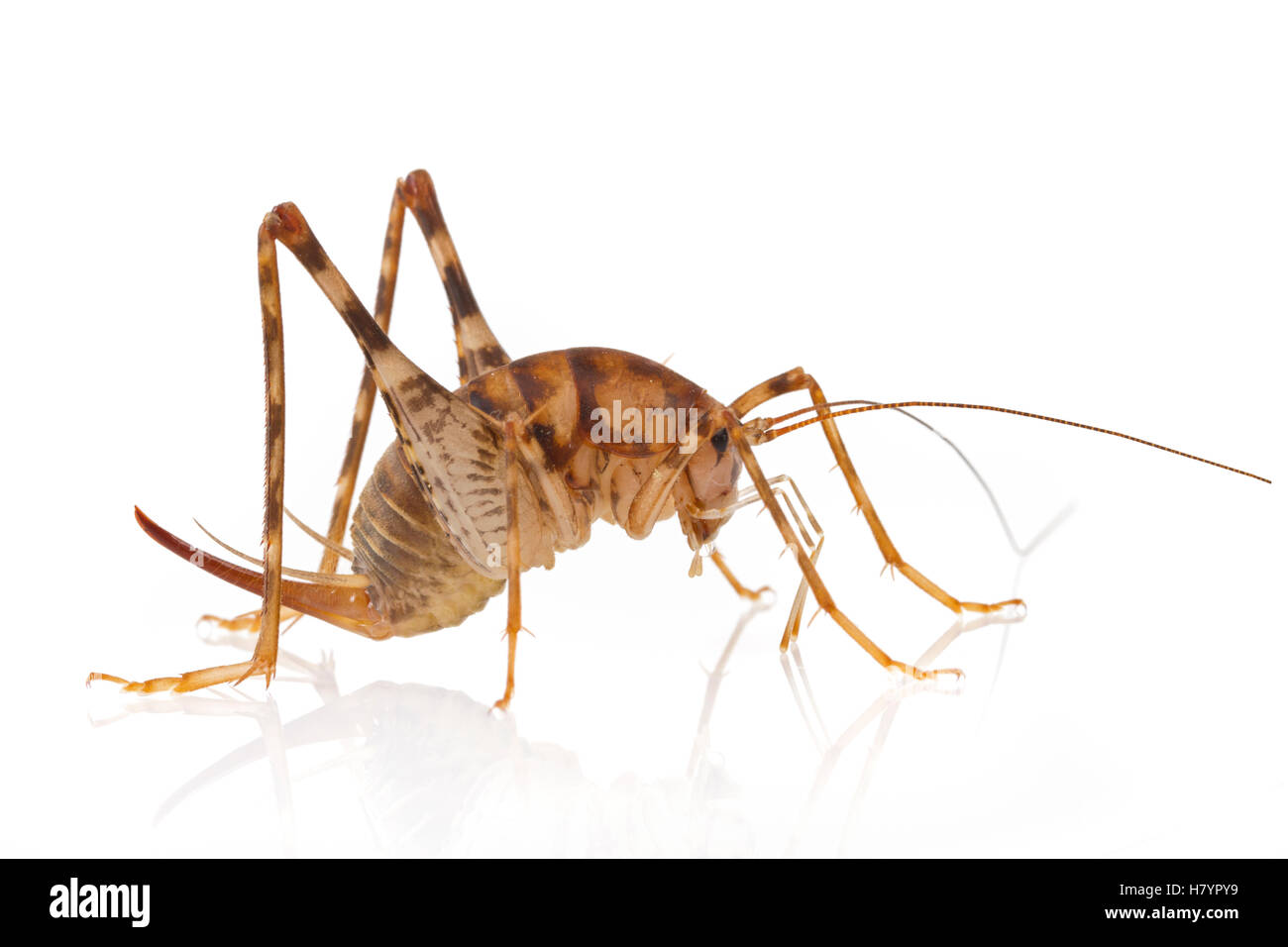 Greenhouse Camel Cricket (Diestrammena asynamora), Woburn ...
