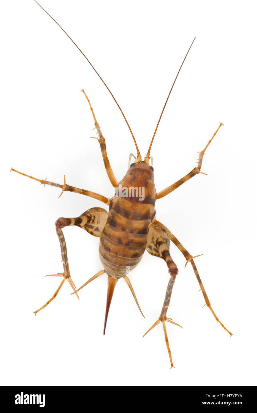 Greenhouse Camel Cricket (Diestrammena asynamora), Woburn ...