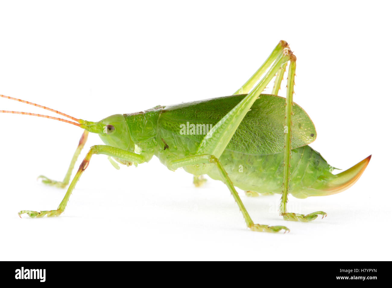 Katydid (Caloxiphus sp) newly discovered, yet unnamed species, Cartago ...