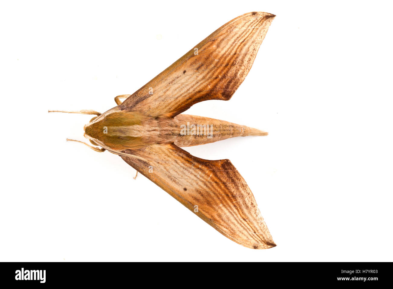 Hawk Moth (Sphingidae), Braulio Carrillo National Park, Costa Rica ...