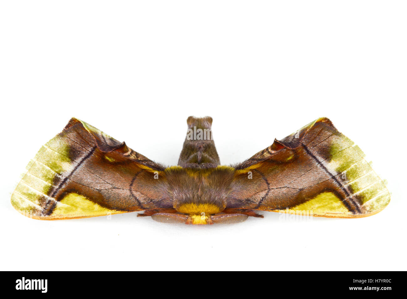 Moth, newly discovered, yet unnamed species, Braulio Carrillo National ...