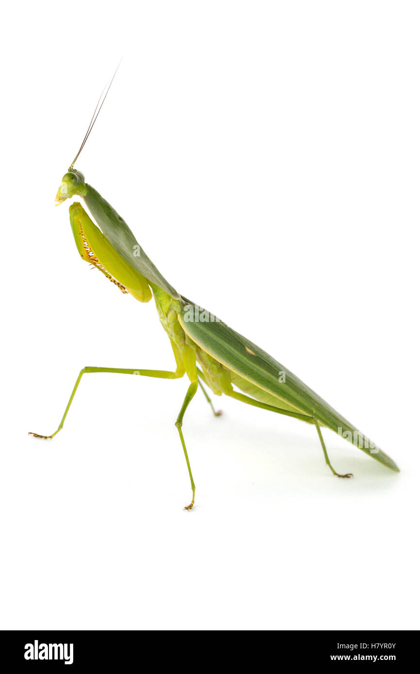 Peruvian Shield Mantis (Choeradodis rhombicollis), Barbilla National ...