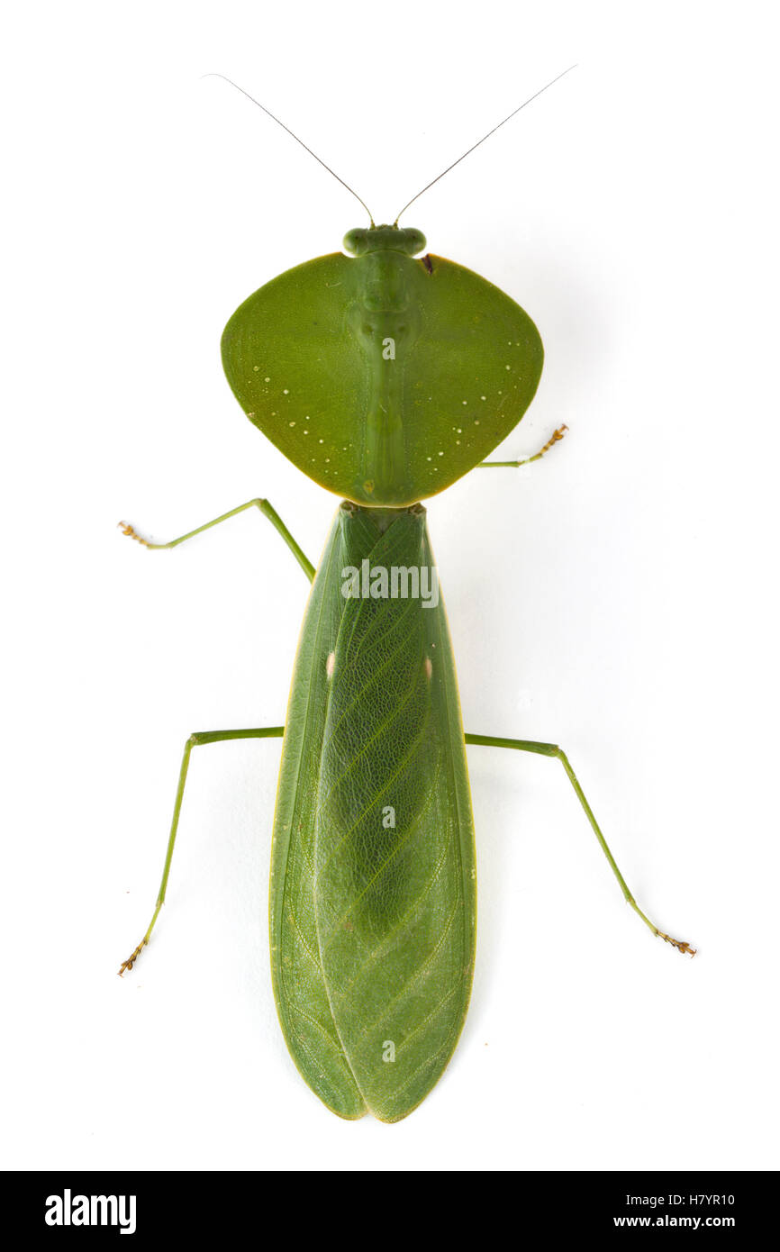 Peruvian Shield Mantis (Choeradodis rhombicollis), Barbilla National ...