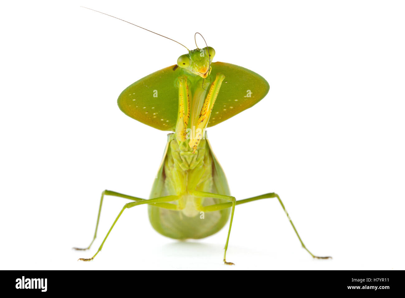 Peruvian Shield Mantis (Choeradodis rhombicollis), Barbilla National ...
