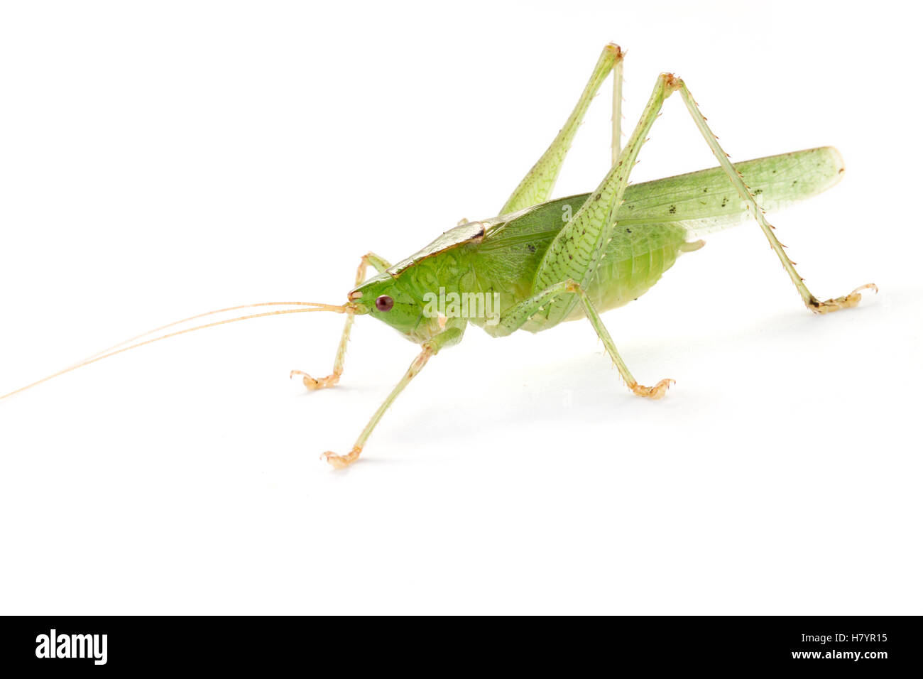 Katydid (Subria sylvestris), La Selva Biological Research Station ...