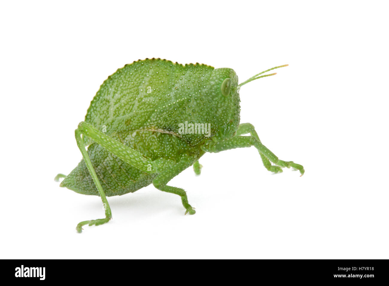 Bladder Grasshopper (Bullacris sp) leaf mimic, Silaka Nature Reserve ...