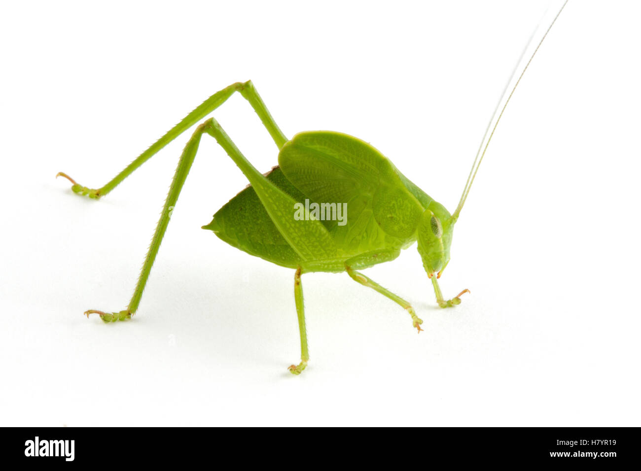 Katydid (Eurycorypha sp), Fort Fordyce Nature Reserve, Eastern Cape ...