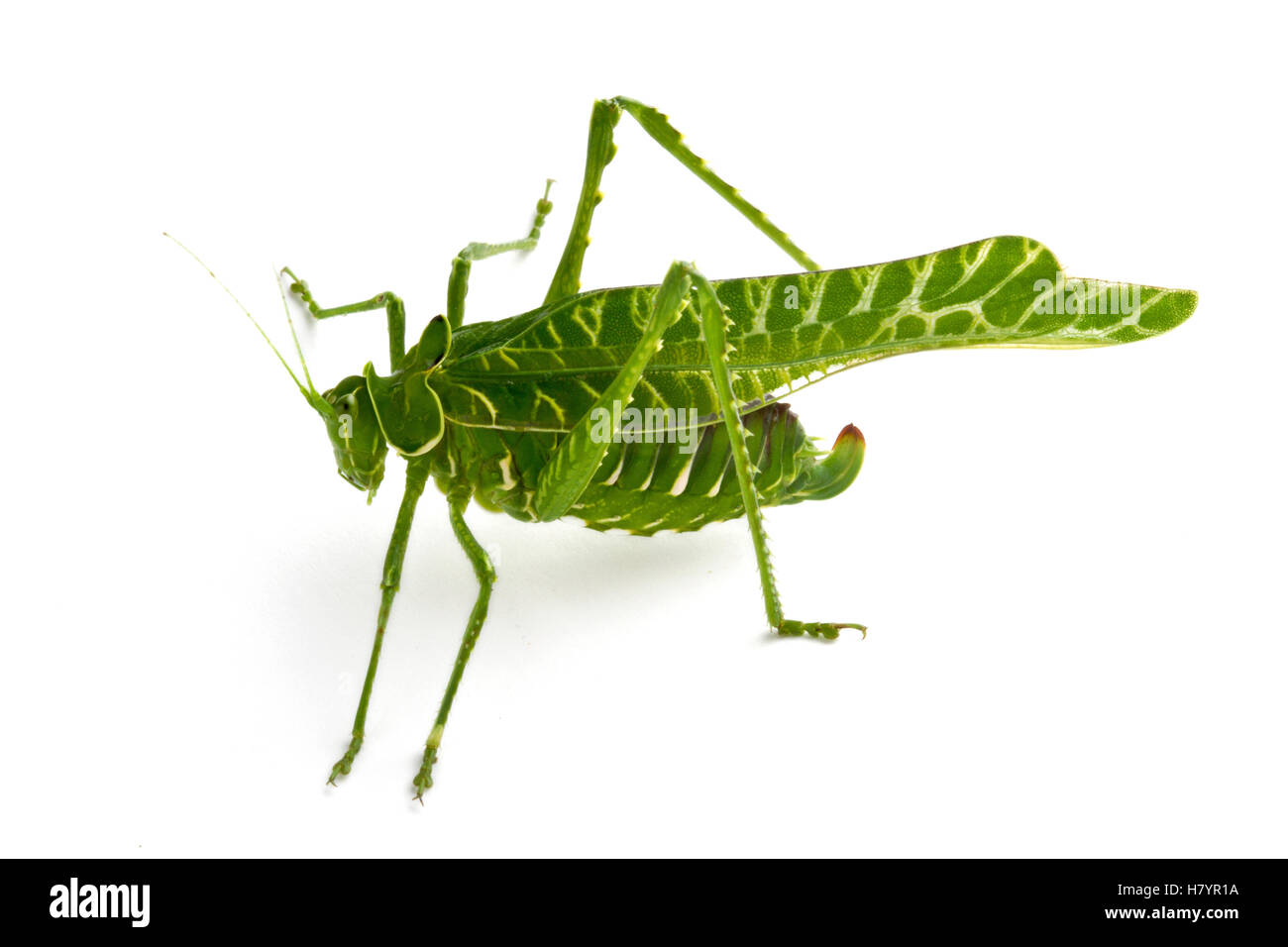 Acacia Katydid (Terpnistria zebrata), Fort Fordyce Nature Reserve ...