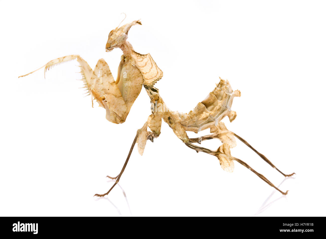 Devil's Praying Mantis (Idolomantis diabolica Stock Photo - Alamy