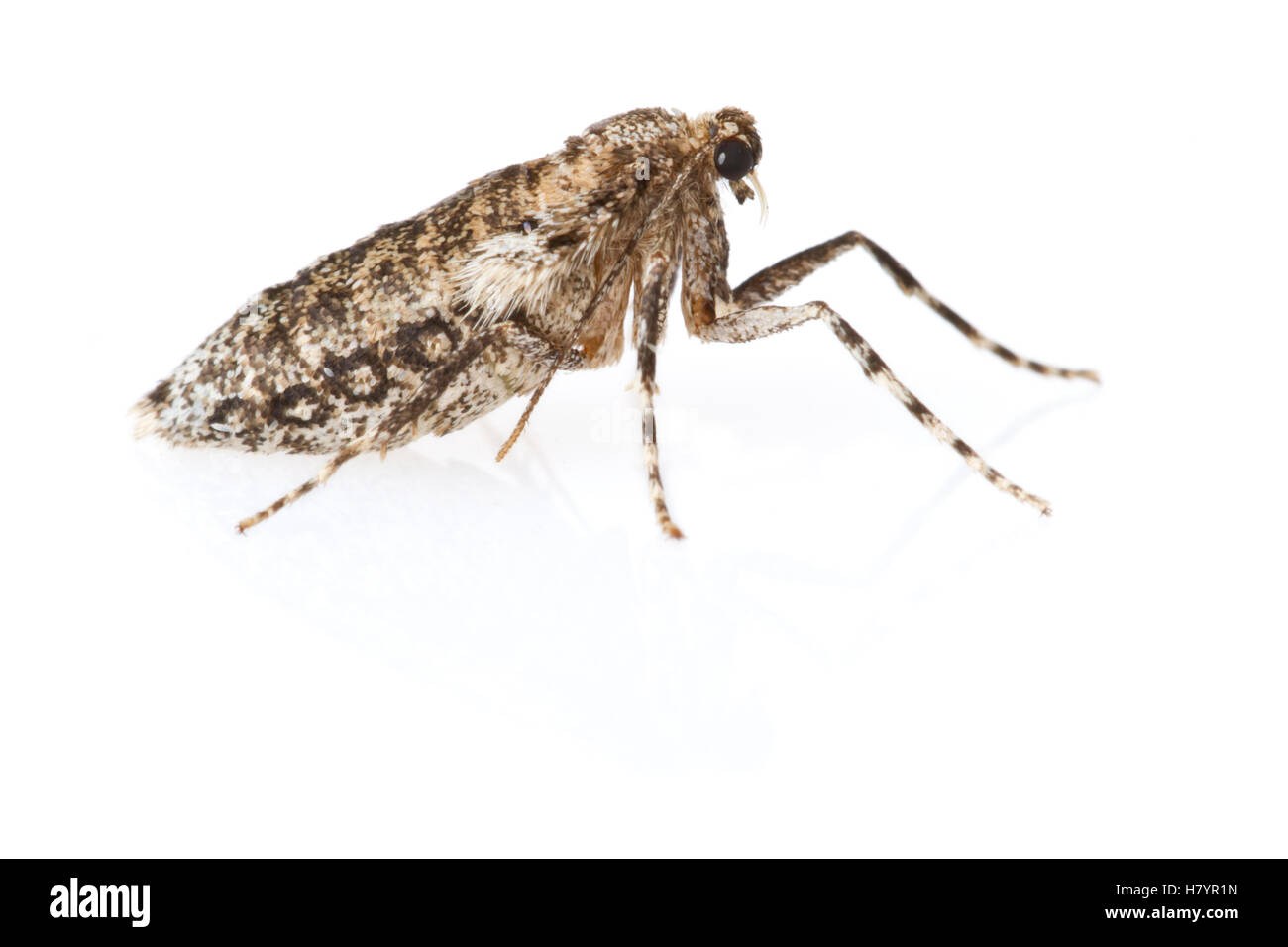 Winter Moth (Operophtera brumata) female, Woburn, Massachusetts Stock ...