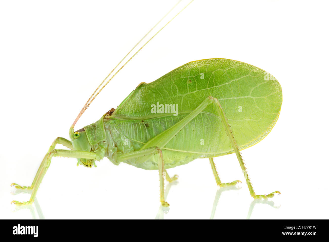 Northern True Katydid (Pterophylla camellifolia) leaf mimic, Woburn ...