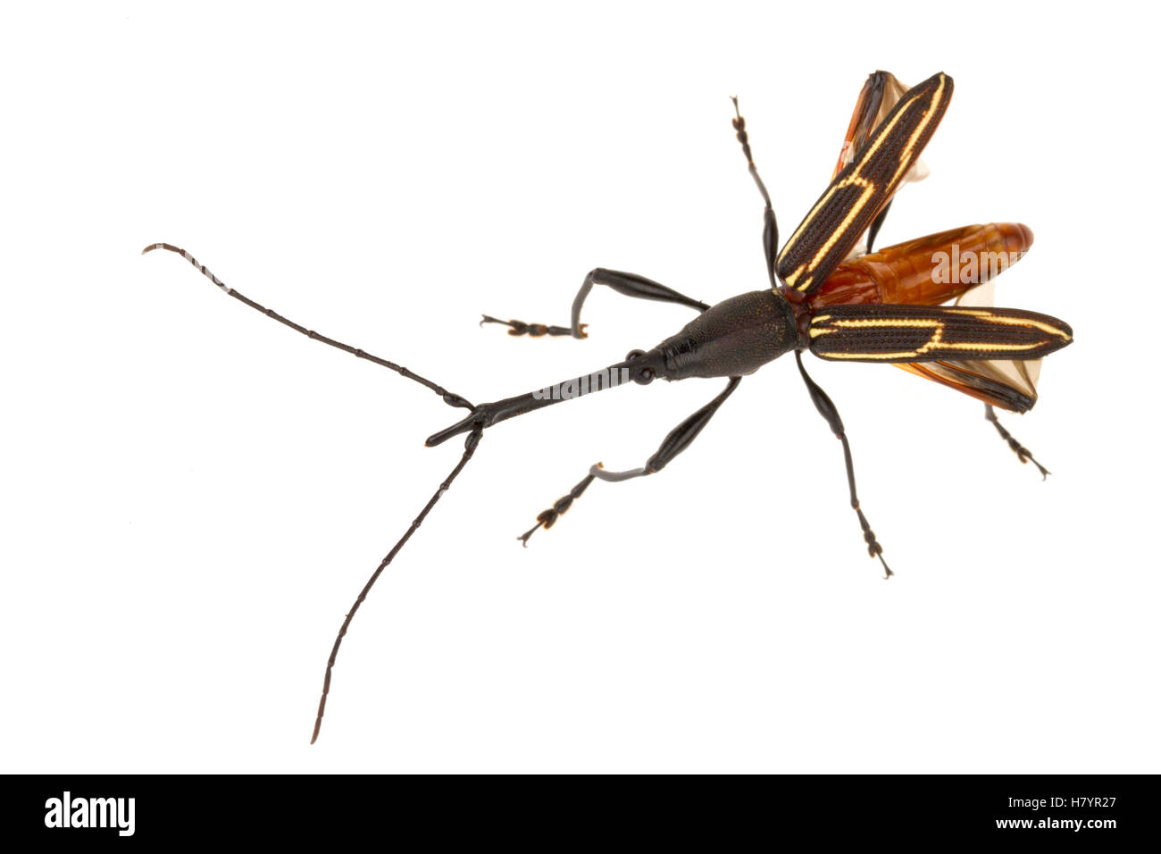Straight-snouted Weevil (Brentidae) displaying, La Selva Biological ...