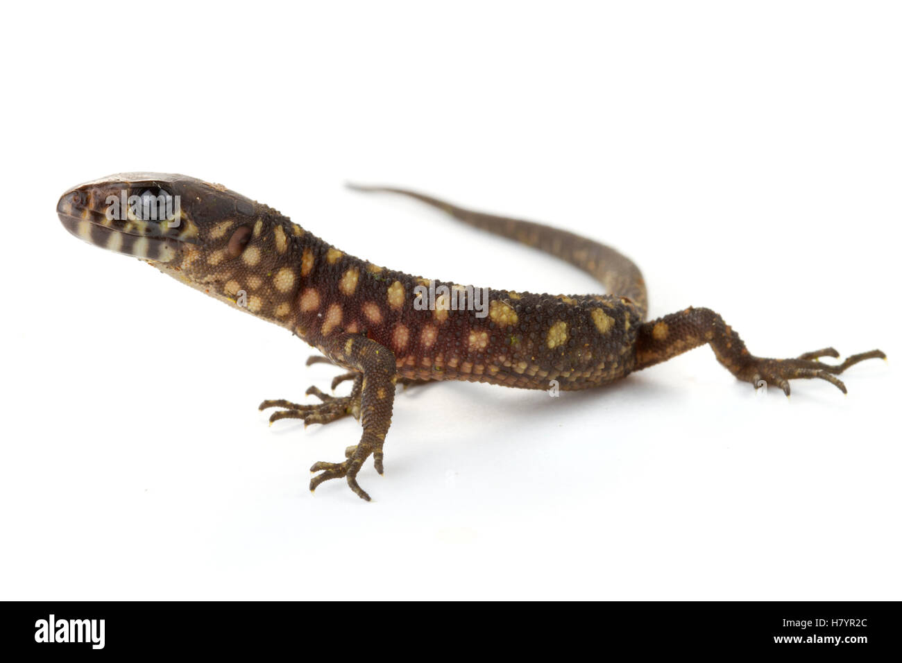 Yellow-spotted Night Lizard (Lepidophyma flavimaculatum) sub-adult, La ...
