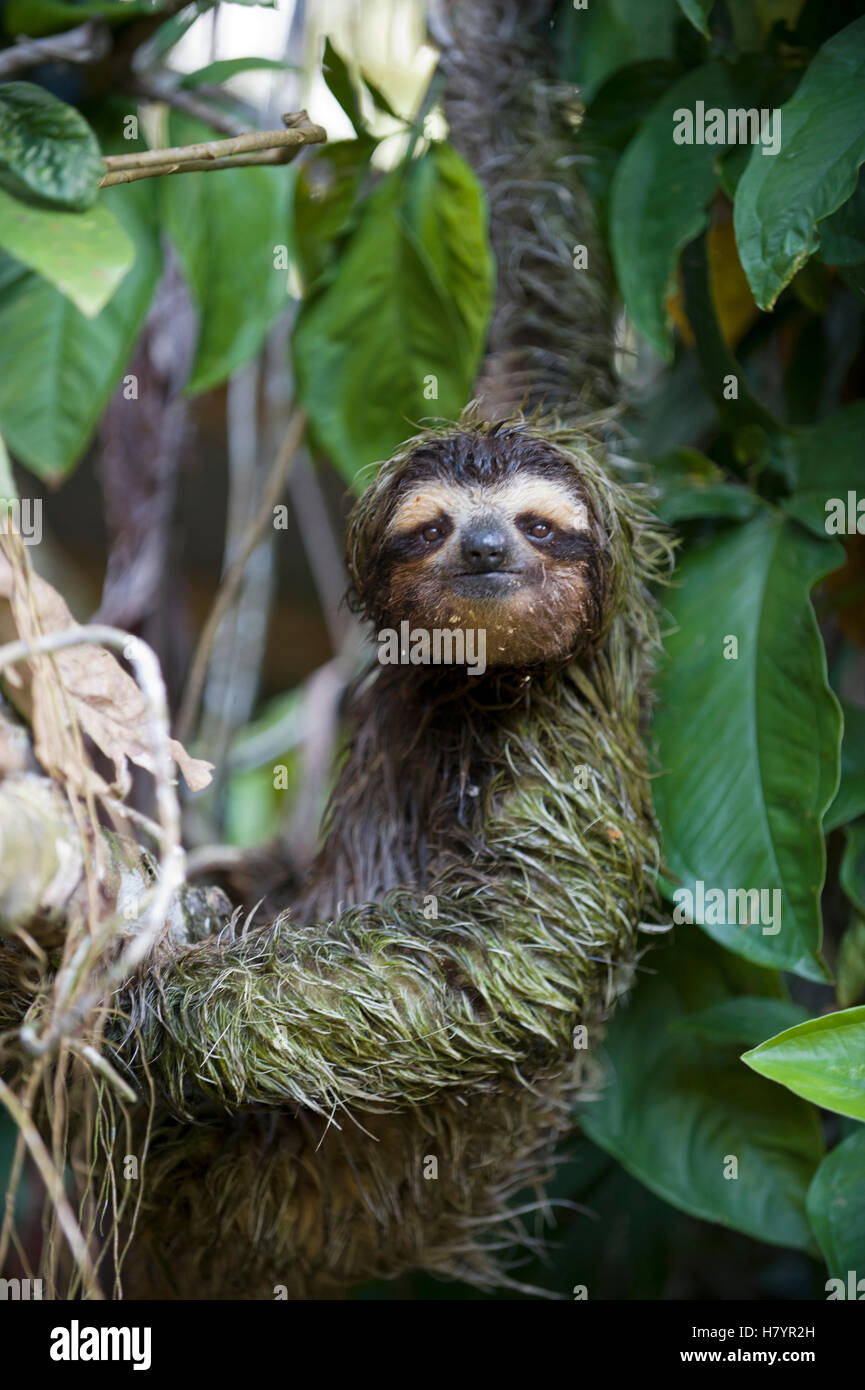 Brown-throated Three-toed Sloth (Bradypus variegatus) male covered in ...