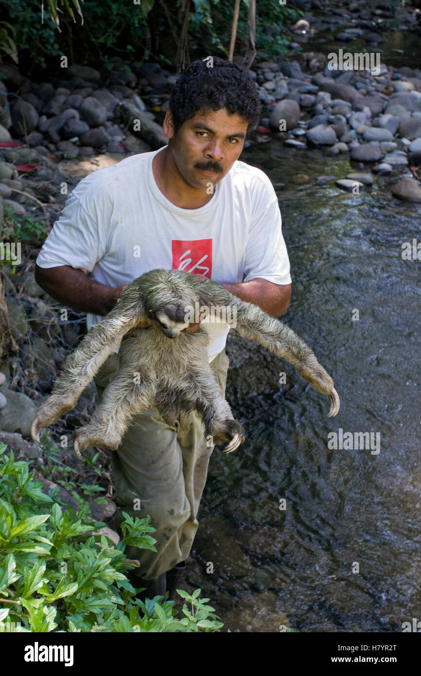 Brown-throated Three-toed Sloth (Bradypus variegatus) carried by ...