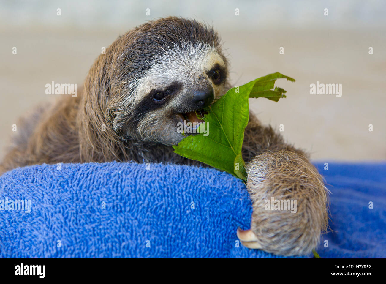 Brown-throated Three-toed Sloth (Bradypus variegatus) two month old ...