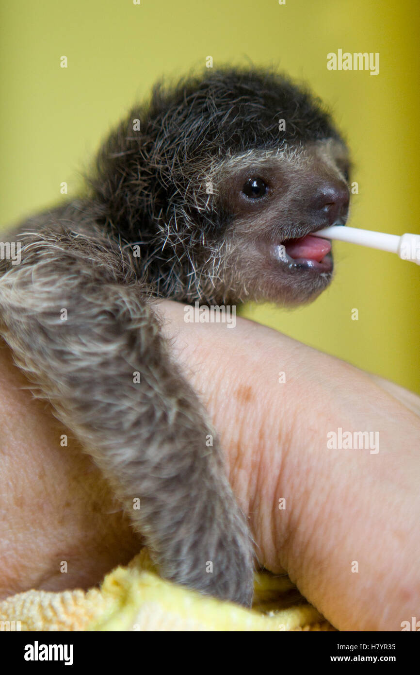 Brown-throated Three-toed Sloth (Bradypus variegatus) two day old ...