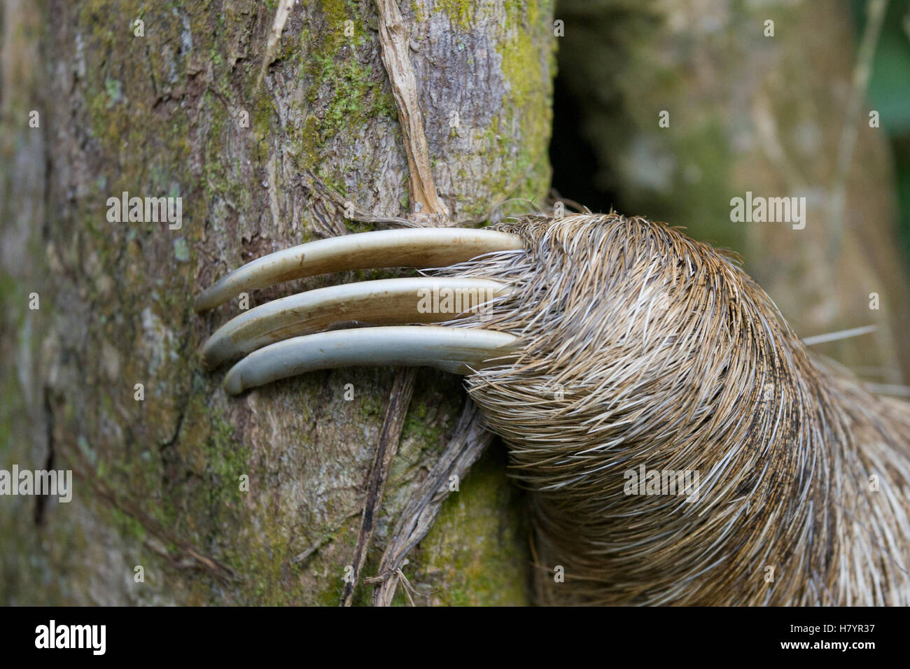 Brown-throated Three-toed Sloth (Bradypus variegatus) claws, Aviarios ...