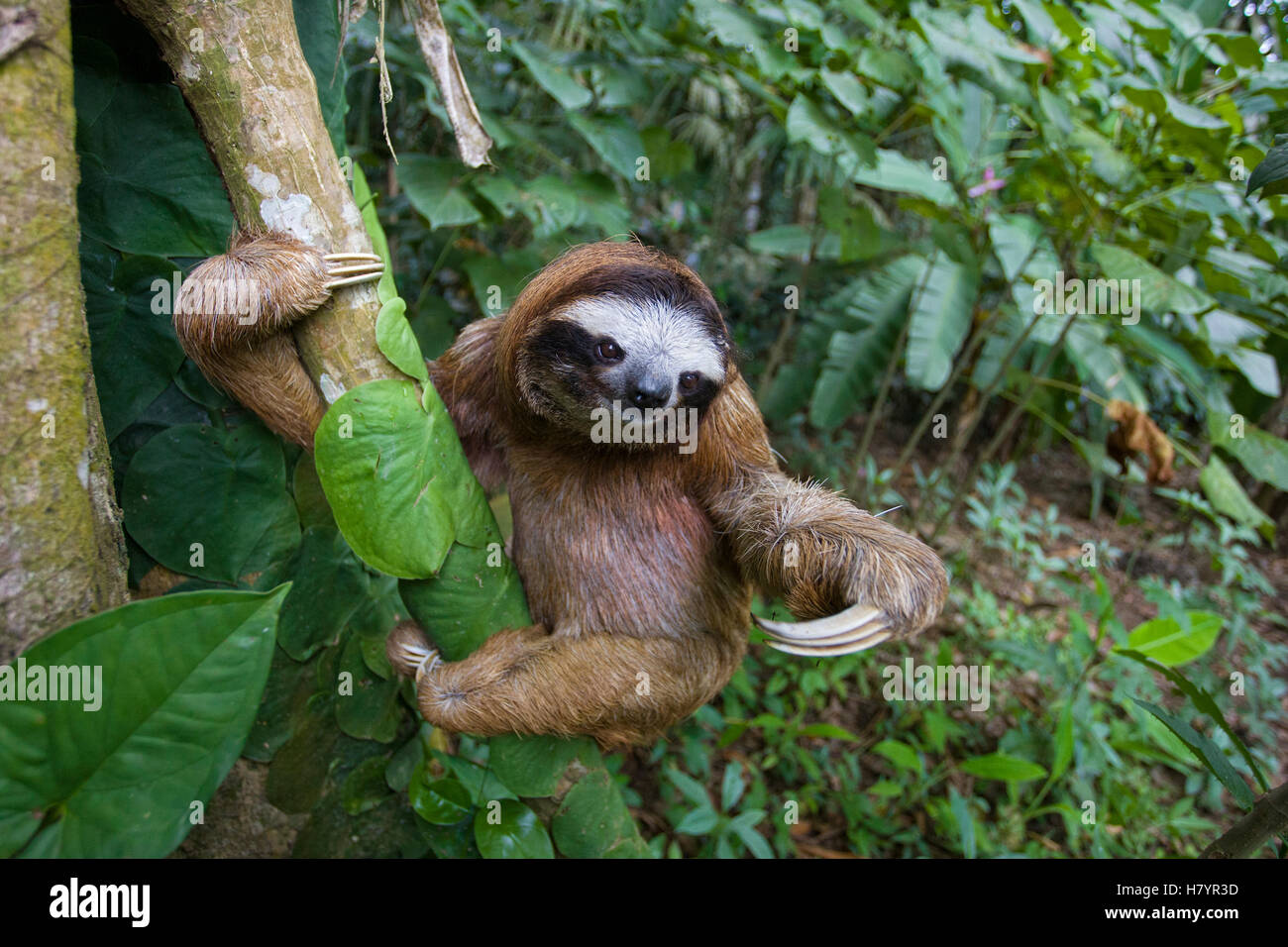 Brown Throated Three Toed Sloth Bradypus Variegatus Male Aviarios Sloth Sanctuary Costa Rica