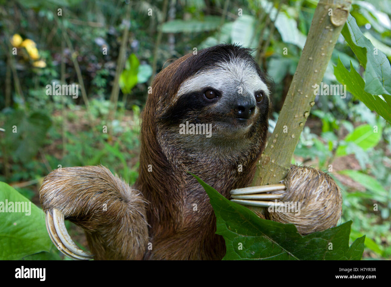 Brown-throated Three-toed Sloth (Bradypus variegatus) male, Aviarios ...