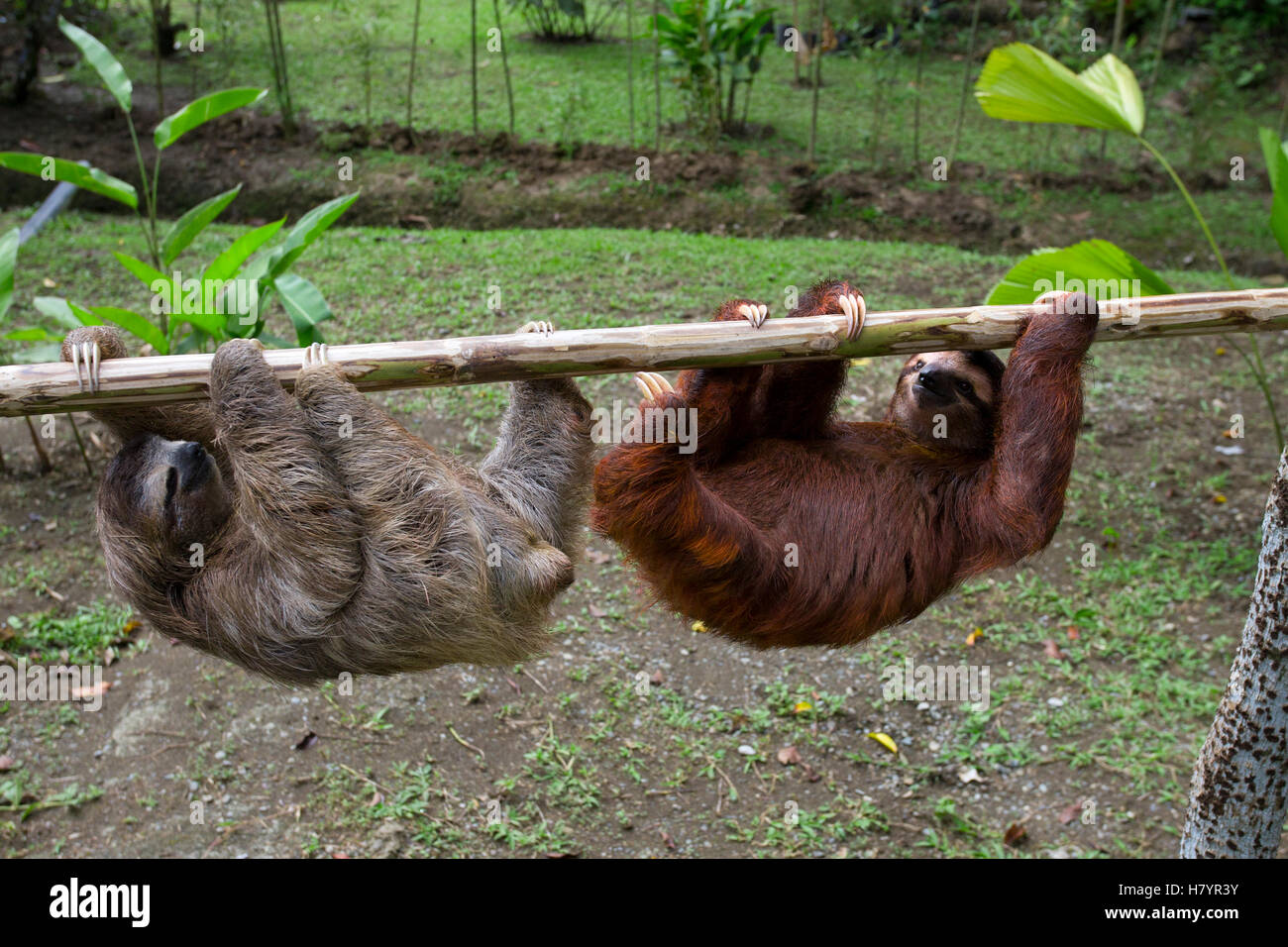 Brown-throated Three-toed Sloth (Bradypus variegatus) six month old ...