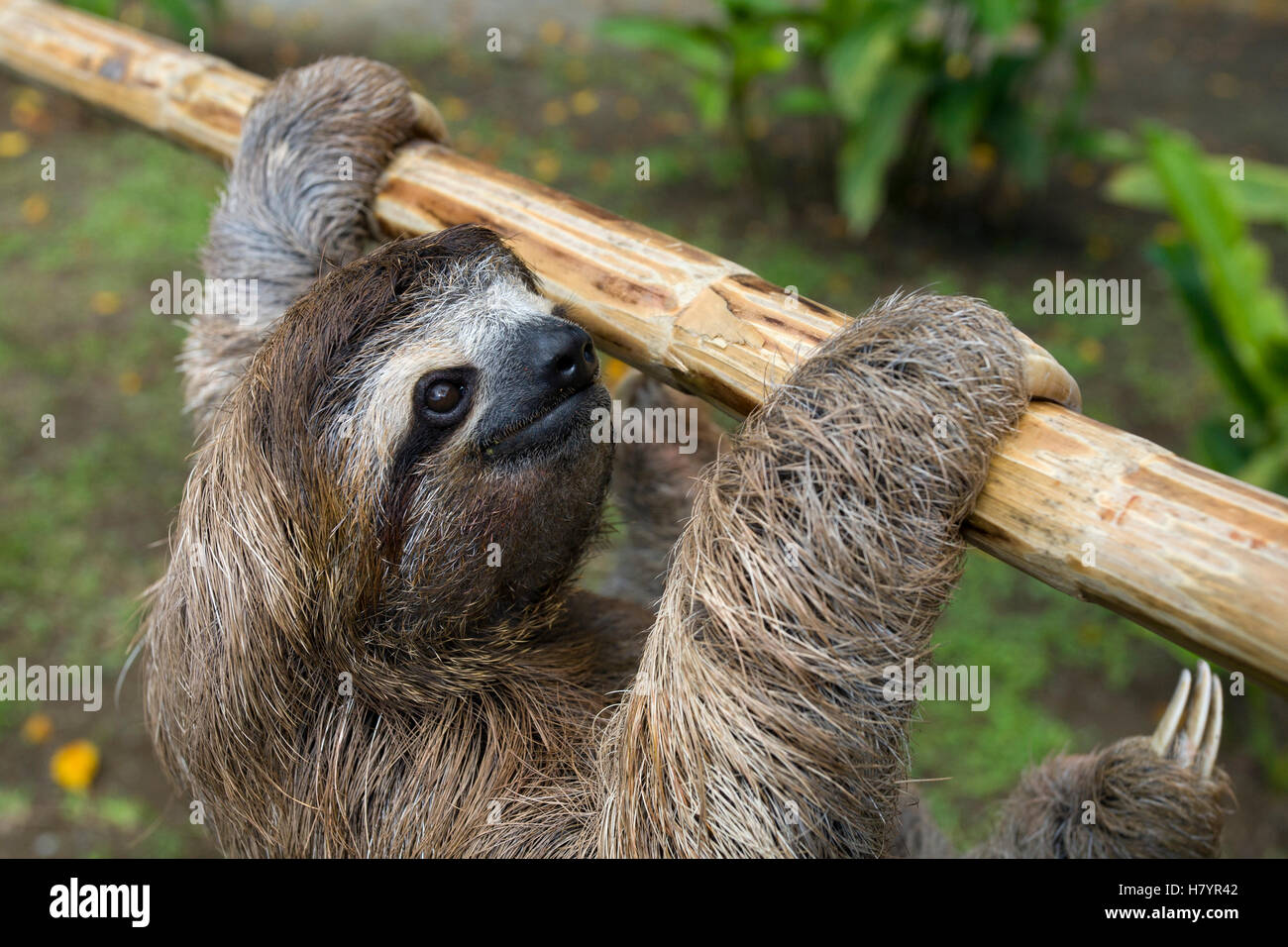 Brown-throated Three-toed Sloth (Bradypus variegatus) six month old ...