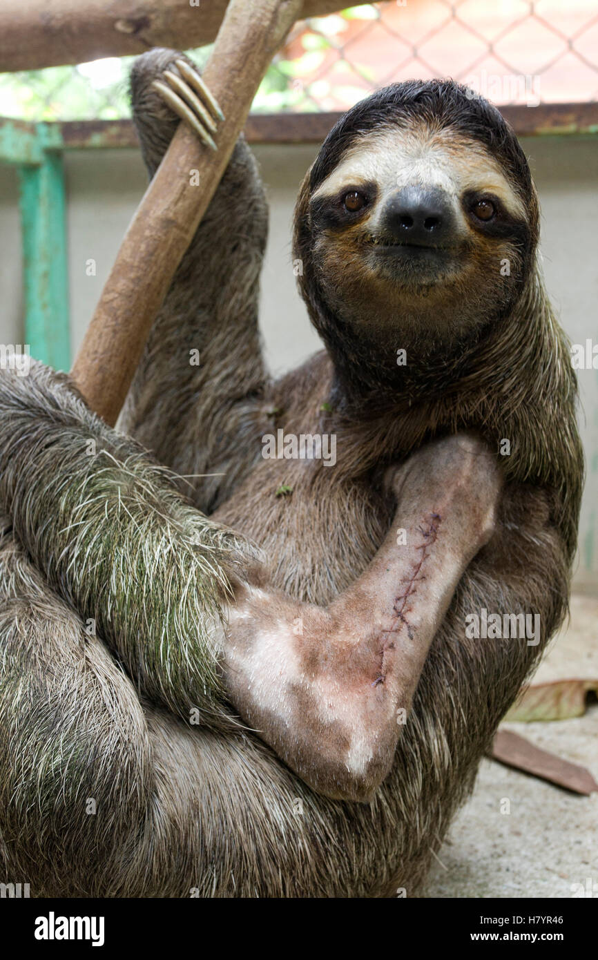 Brown-throated Three-toed Sloth (Bradypus variegatus) young male with ...