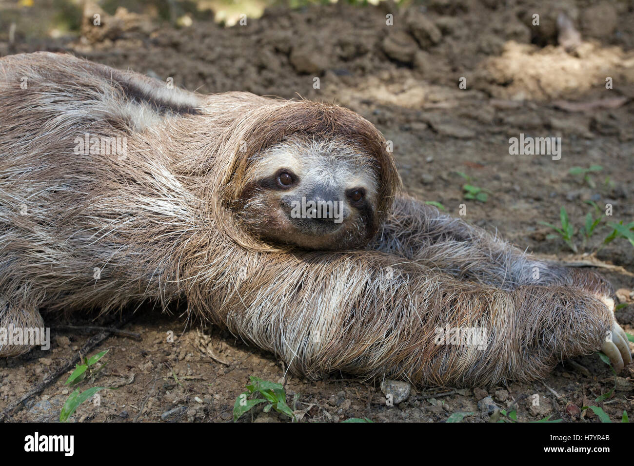 Brown-throated Three-toed Sloth (Bradypus variegatus) male walking on ...