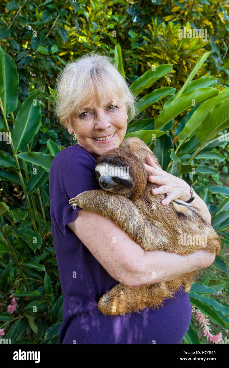 Brown-throated Three-toed Sloth (Bradypus variegatus) held by sanctuary ...