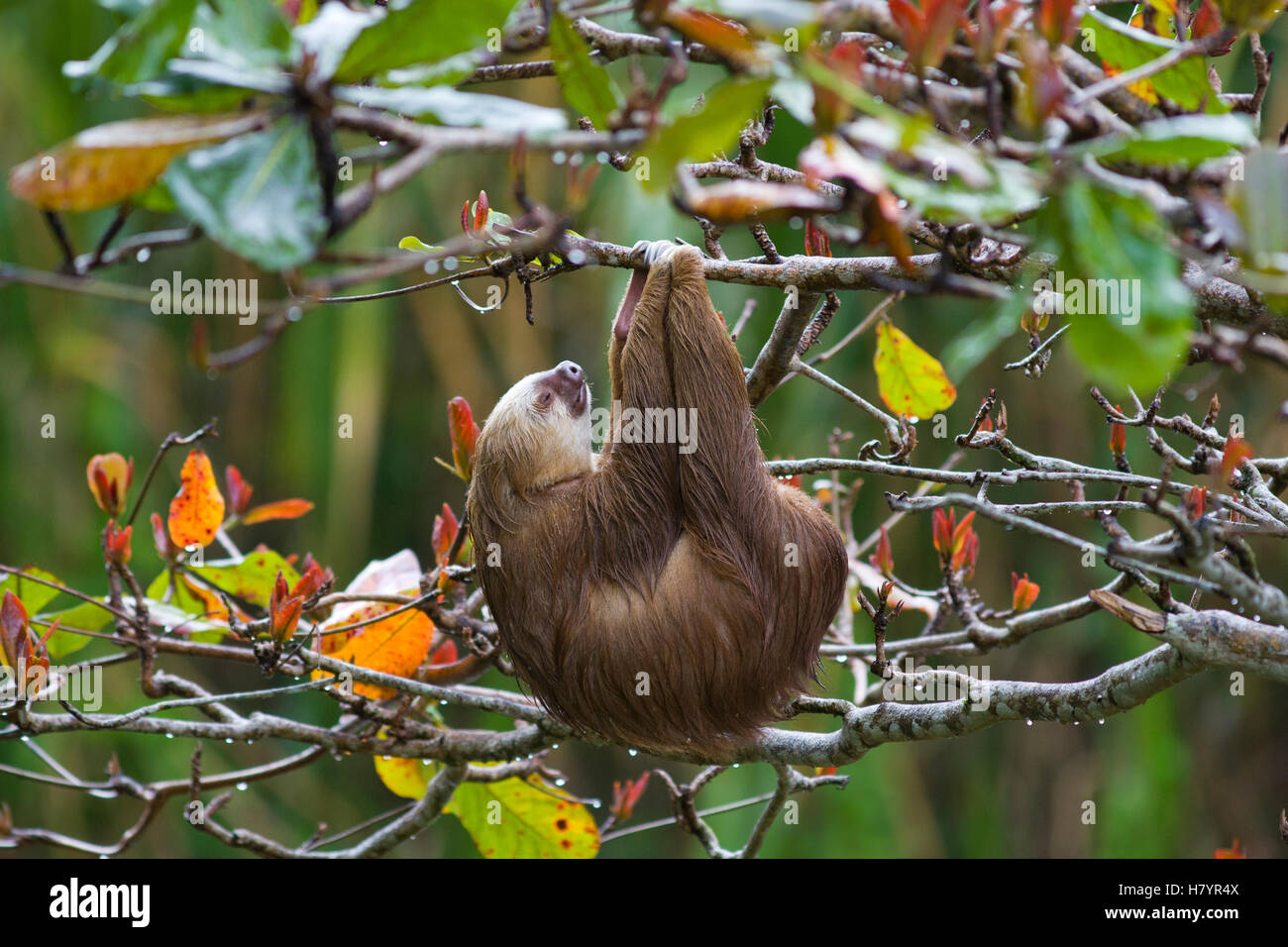 Hoffmann's Two-toed Sloth (Choloepus hoffmanni) sleeping and hanging ...