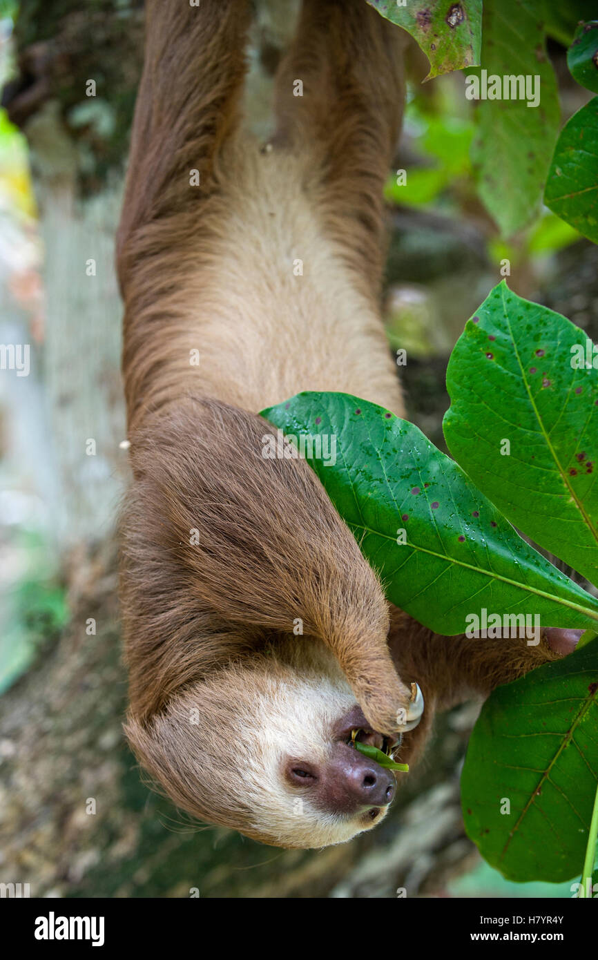 Hoffmann's Two-toed Sloth (Choloepus hoffmanni) feeding on leaves ...
