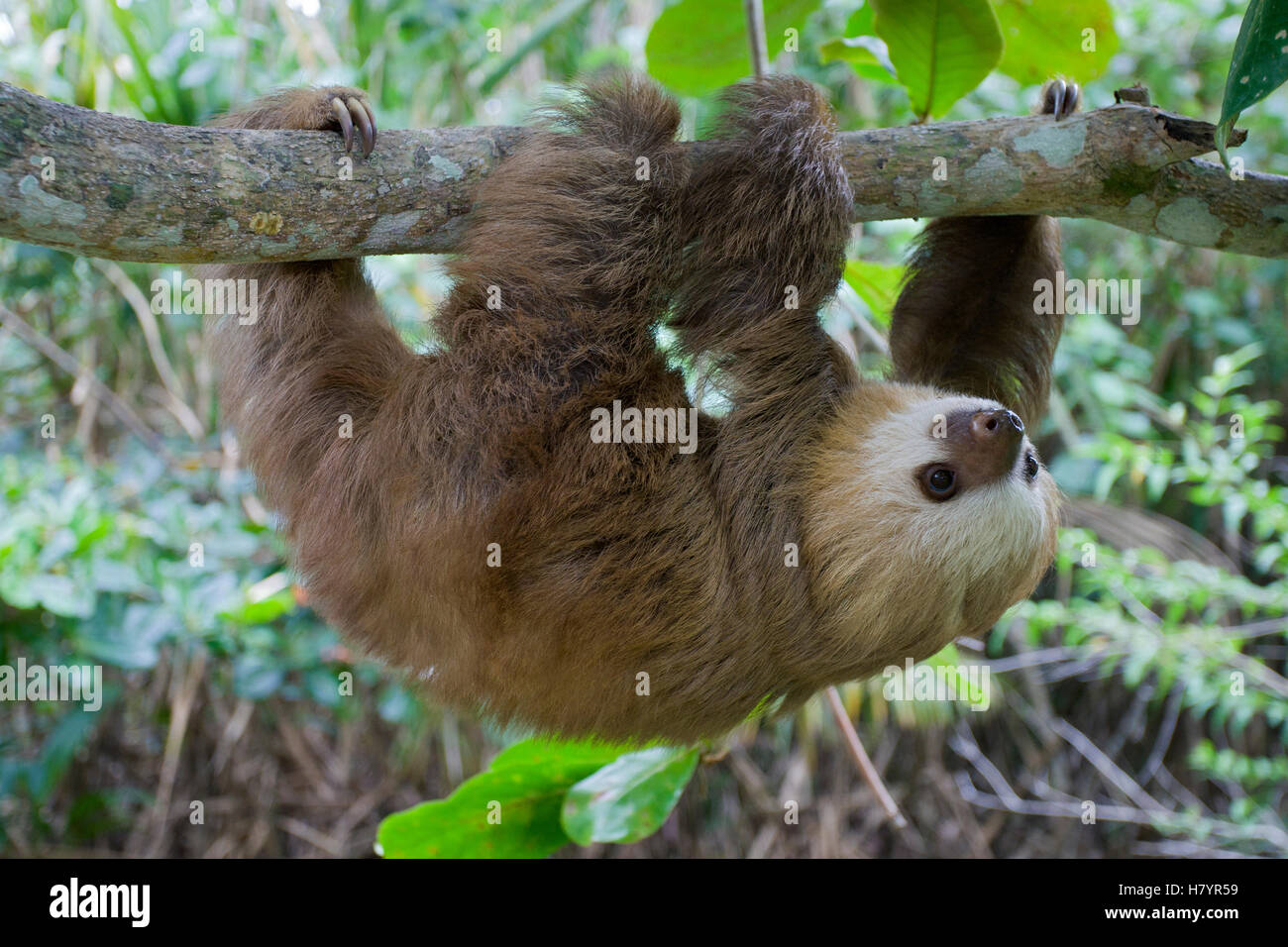 Hoffmann's Two-toed Sloth (Choloepus hoffmanni) six month old orphan in ...