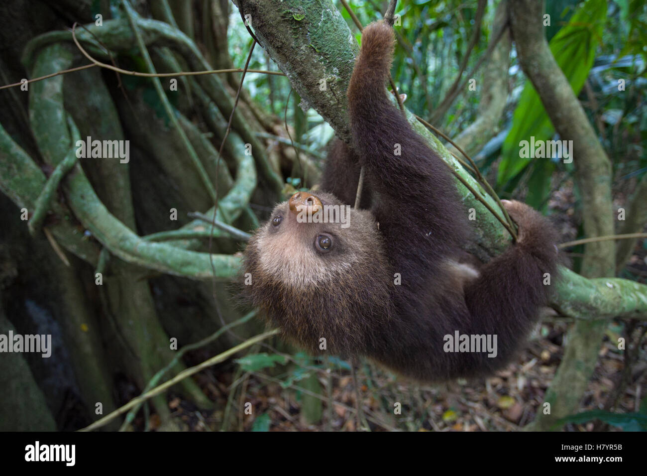 Hoffmann's Two-toed Sloth (Choloepus hoffmanni) orphan in tree ...