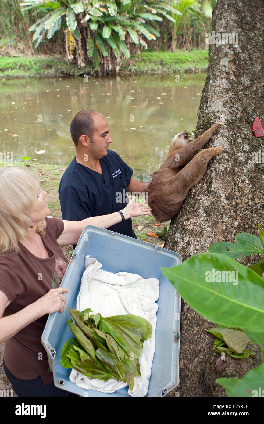 Hoffmann's Two-toed Sloth (Choloepus hoffmanni) released into the wild ...