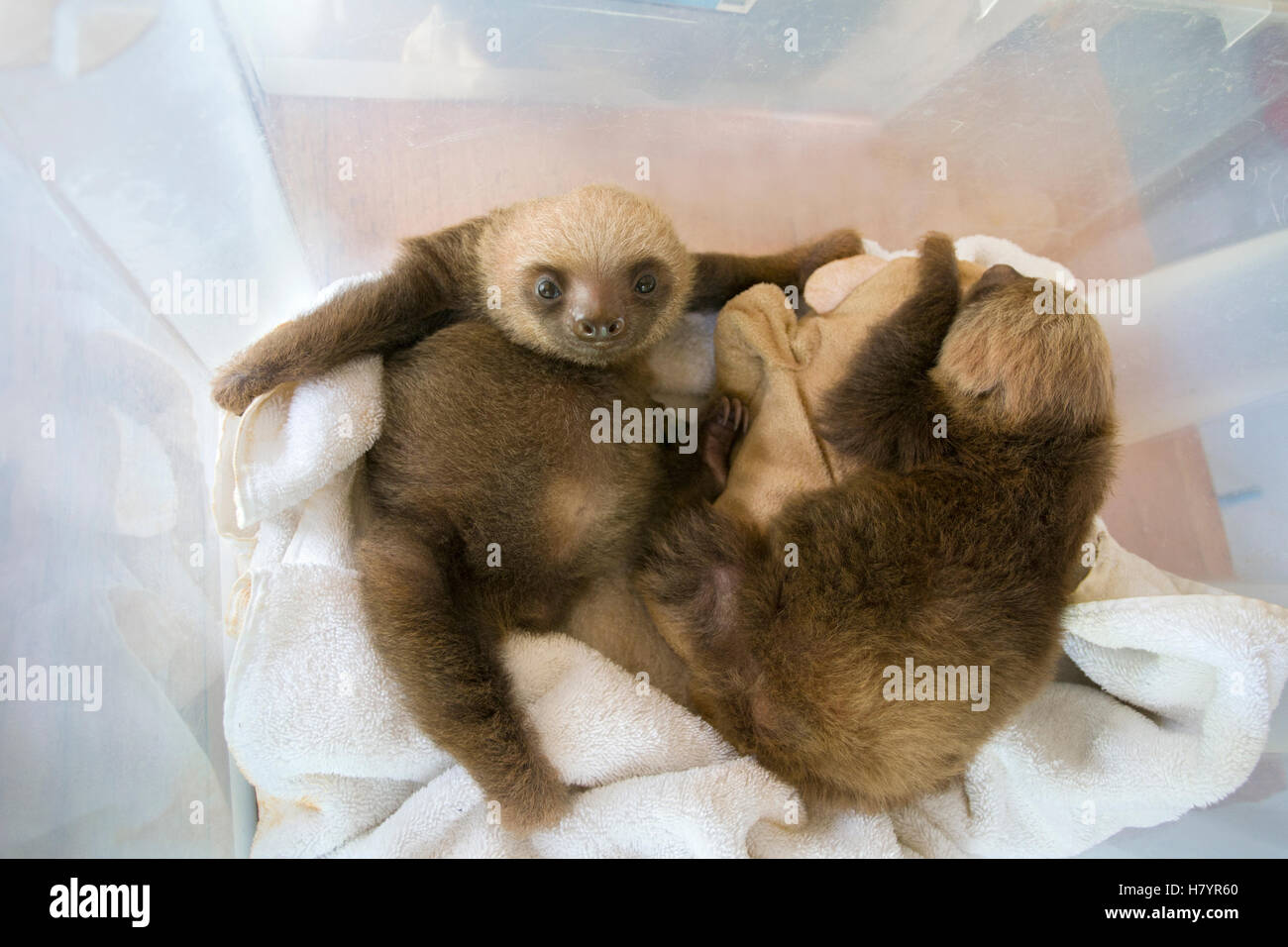 Hoffmann's Two-toed Sloth (Choloepus hoffmanni) orphaned babies ...