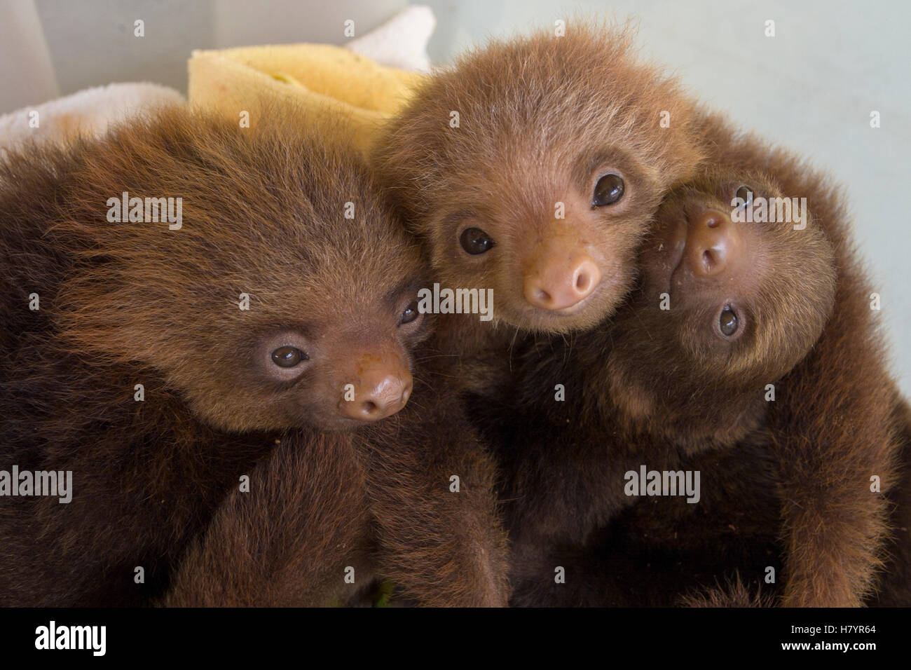 Hoffmann's Two-toed Sloth (Choloepus hoffmanni) orphaned babies ...