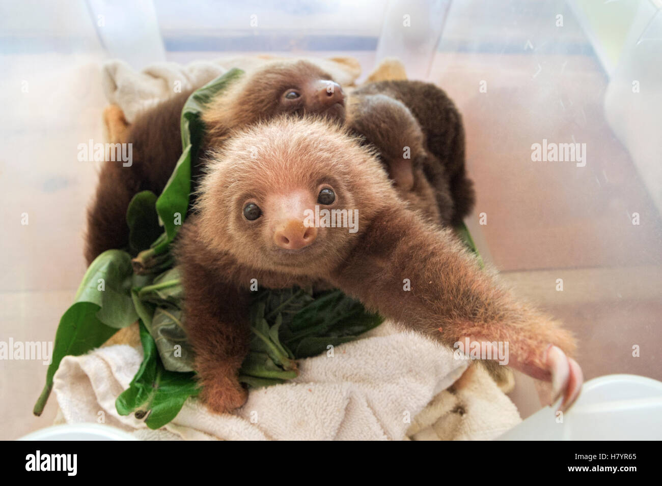 Hoffmann's Two-toed Sloth (Choloepus hoffmanni) orphaned babies ...