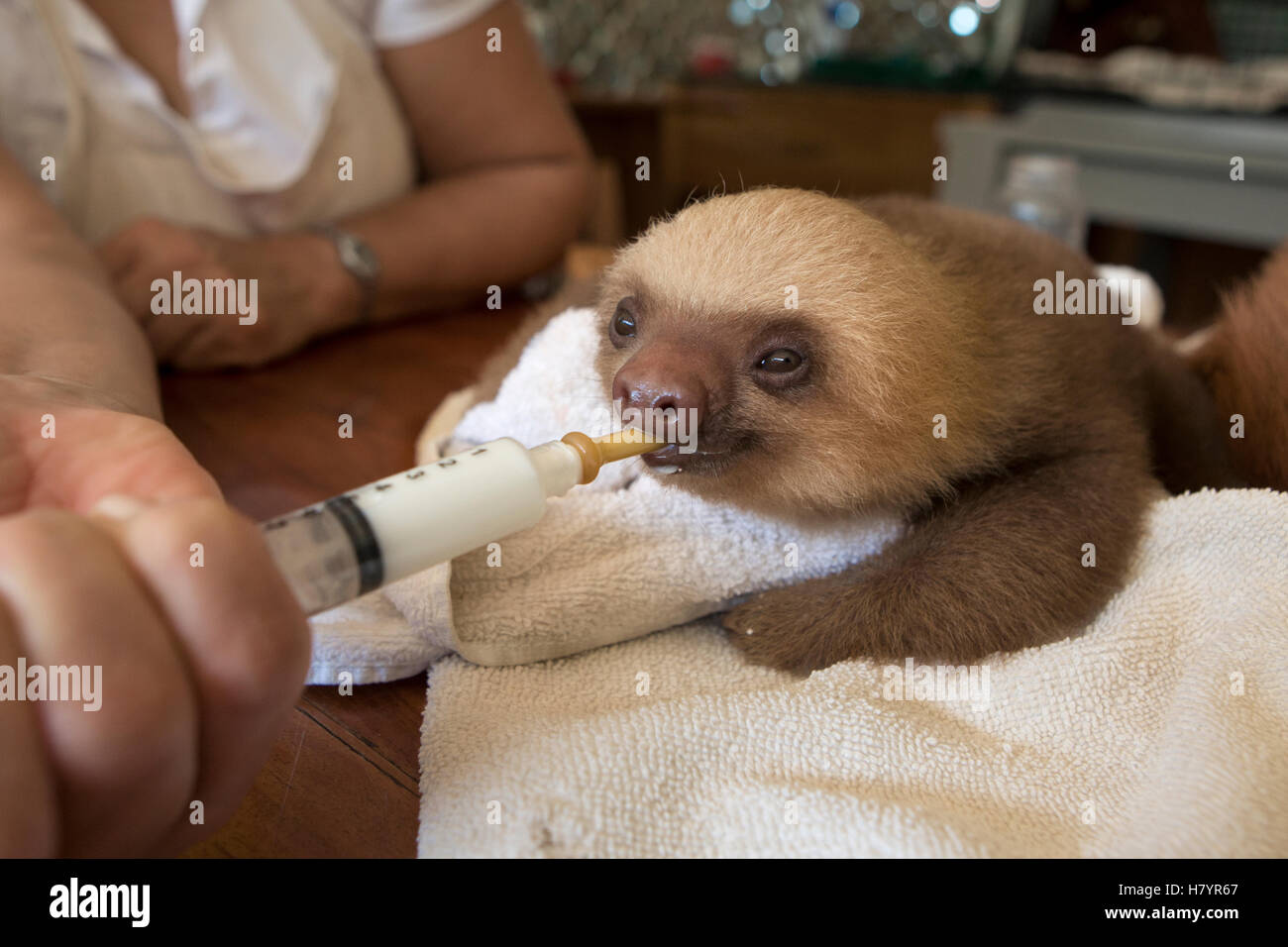 Hoffmann's Two-toed Sloth (Choloepus hoffmanni) orphaned baby bottle ...