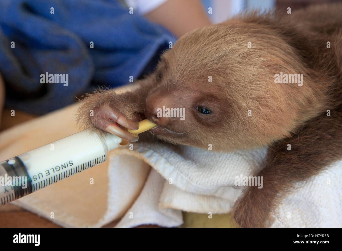 Hoffmann's Two-toed Sloth (Choloepus hoffmanni) orphaned baby bottle ...