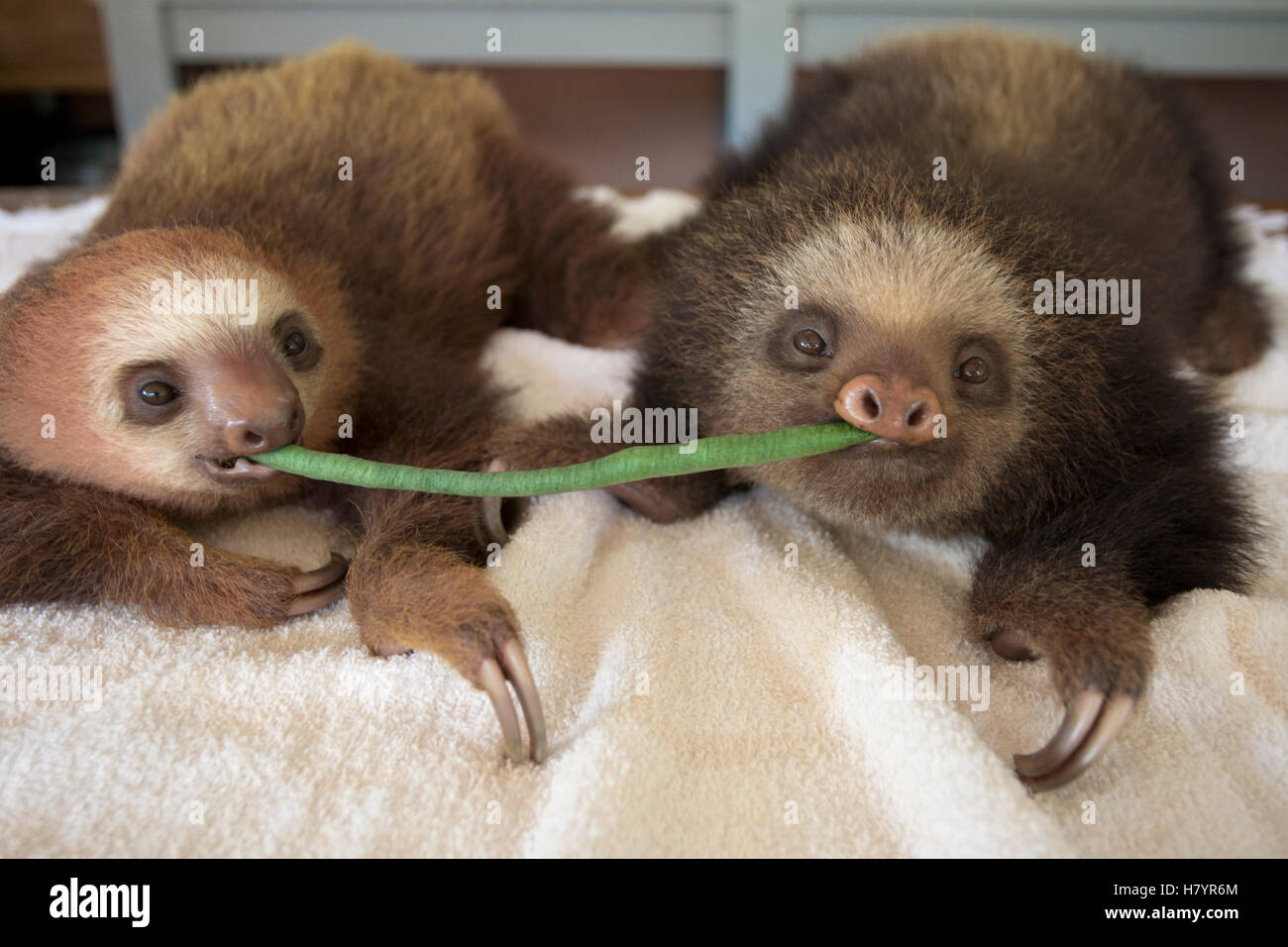 Hoffmann's Two-toed Sloth (Choloepus hoffmanni) orphaned babies sharing ...