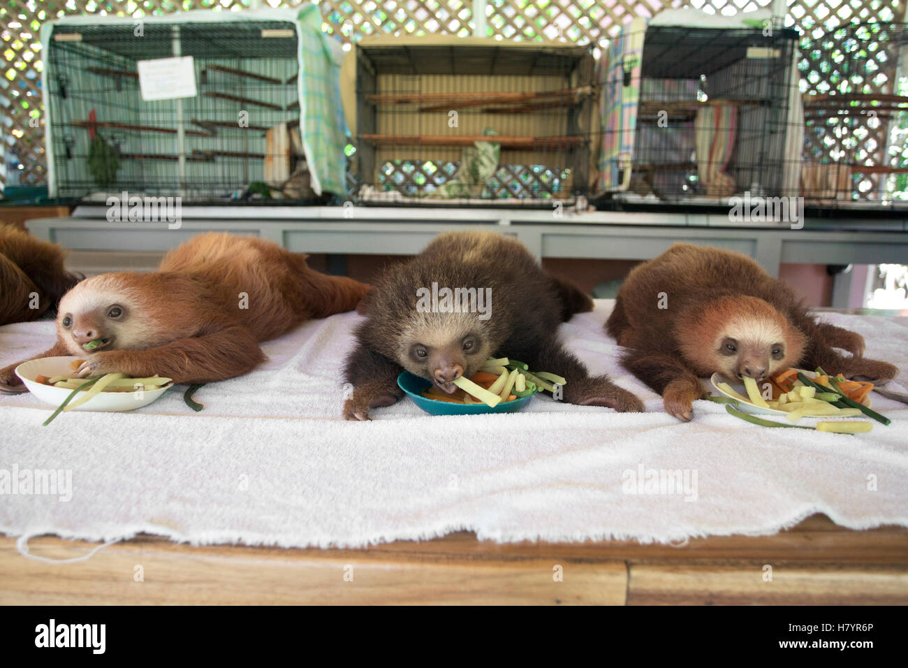 Hoffmann's Two-toed Sloth (Choloepus hoffmanni) orphaned babies feeding ...